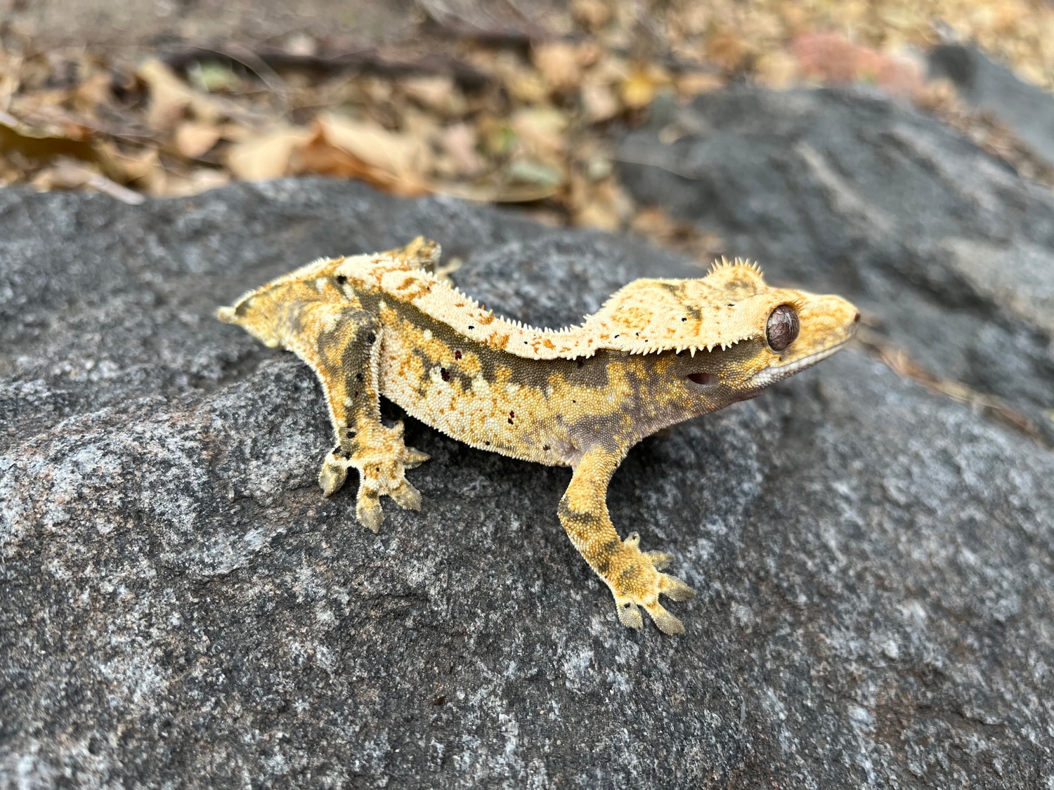 Drippy Tricolor White Spot Crested Gecko by SKYzthe1imit Exotics ...