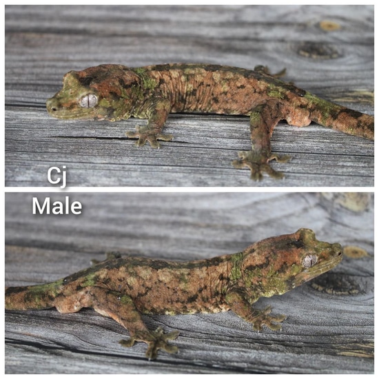 Male/Female PAIR Of Pine Island Chahouas Chahoua Gecko by SKYzthe1imit ...