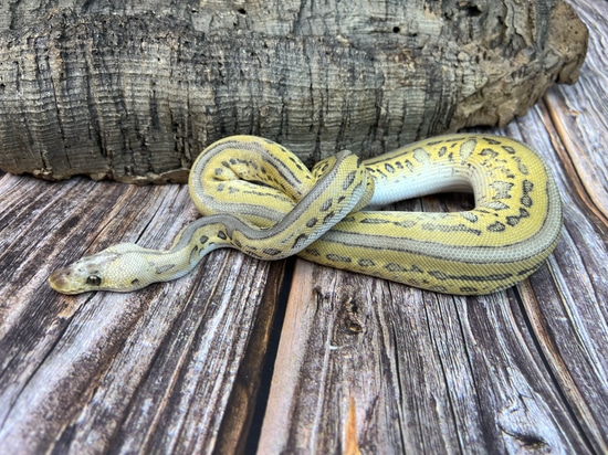 Killer Leopard Clown Het Pied Ball Python by SKYzthe1imit Exotics