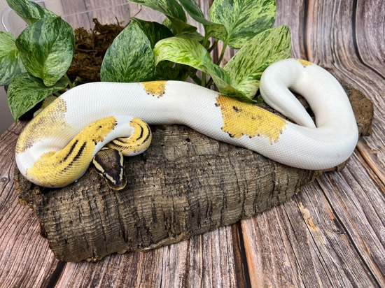 OD YB/gravel Pastel Piebald Het Clown Ball Python by SKYzthe1imit Exotics