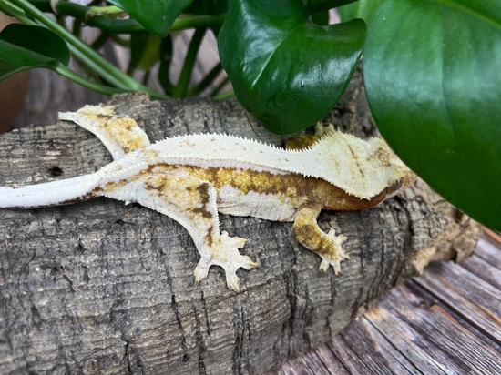 Bumble Gum - NON LILLY! Crested Gecko by SKYzthe1imit Exotics