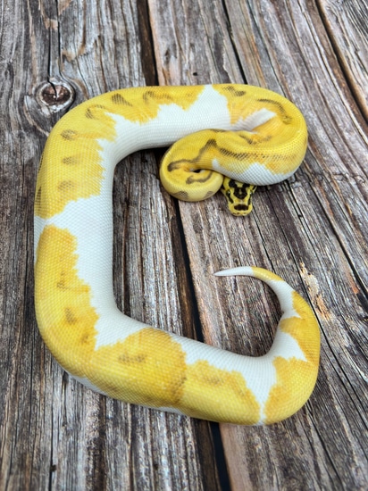 Super Enchi Orange Dream Fire Piebald Het Clown Ball Python by ...