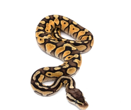 The Royals Project - MorphMarket