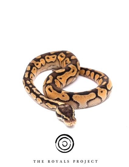 Enchi Pewter Het Clown Ball Python by The Royals Project