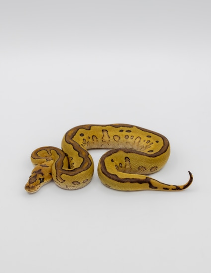 Lesser Batman Ball Python by The Royals Project