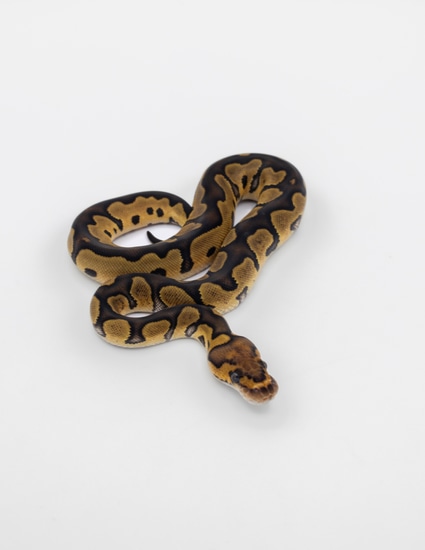 Chocolate Clown Pos Blade Ball Python by The Royals Project