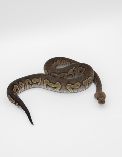 Chocolate Cinnamon Blade Clown Ball Python by The Royals Project