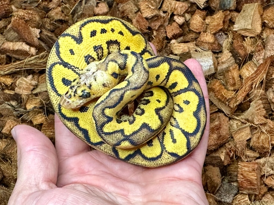 YellowBelly Pastel Clown Ball Python by The Royals Project