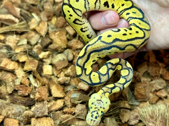 YellowBelly Pastel Clown Ball Python by The Royals Project