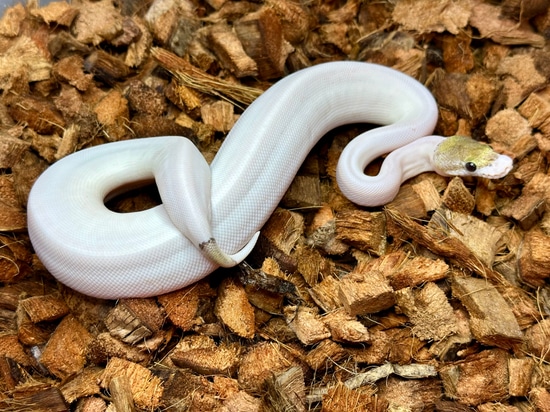 Mojave Sandblast Pewter Pied Ball Python by The Royals Project