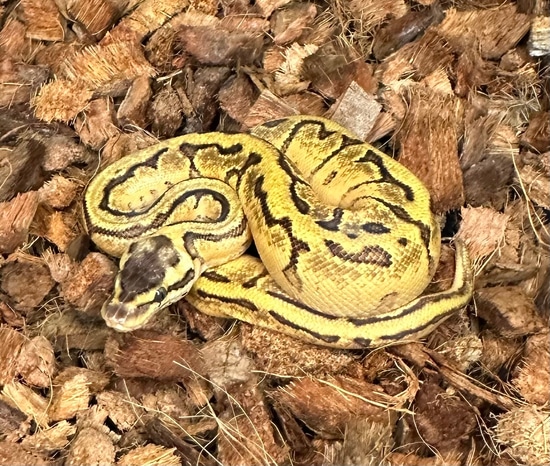 ODYB Lemonblast Het Pied Ball Python by The Royals Project