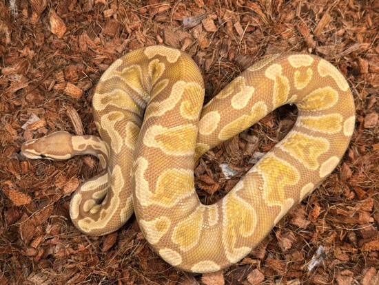 Ultramel GHI - Proven Ball Python by The Royals Project