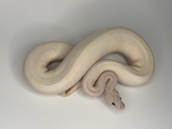 Kinova - Ivory Spotnose Clown Ball Python by The Royals Project