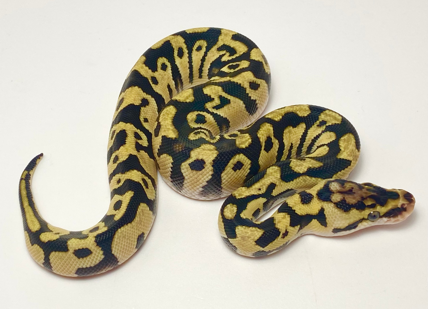 Crypton Pastel 66% Het Desert Ghost 50% Het Pied Ball Python by Slash ...