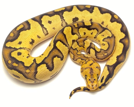 Fire Clown Ball Python by Slash Reptyles
