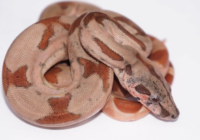 Possible Super Hypo 100% Double Het Leopard & Lipstick Albino Boa Constrictor by Bitchin' Boas ...