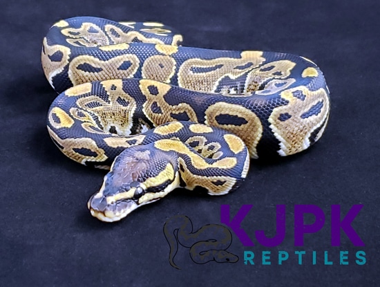 DBL Het Axanthic Clown Ball Python by KJPK Reptiles