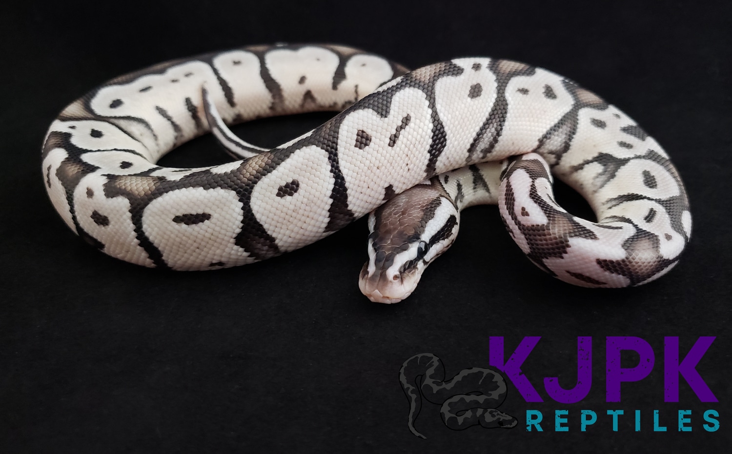 Super Pastel VPI Axanthic Ball Python by KJPK Reptiles - MorphMarket