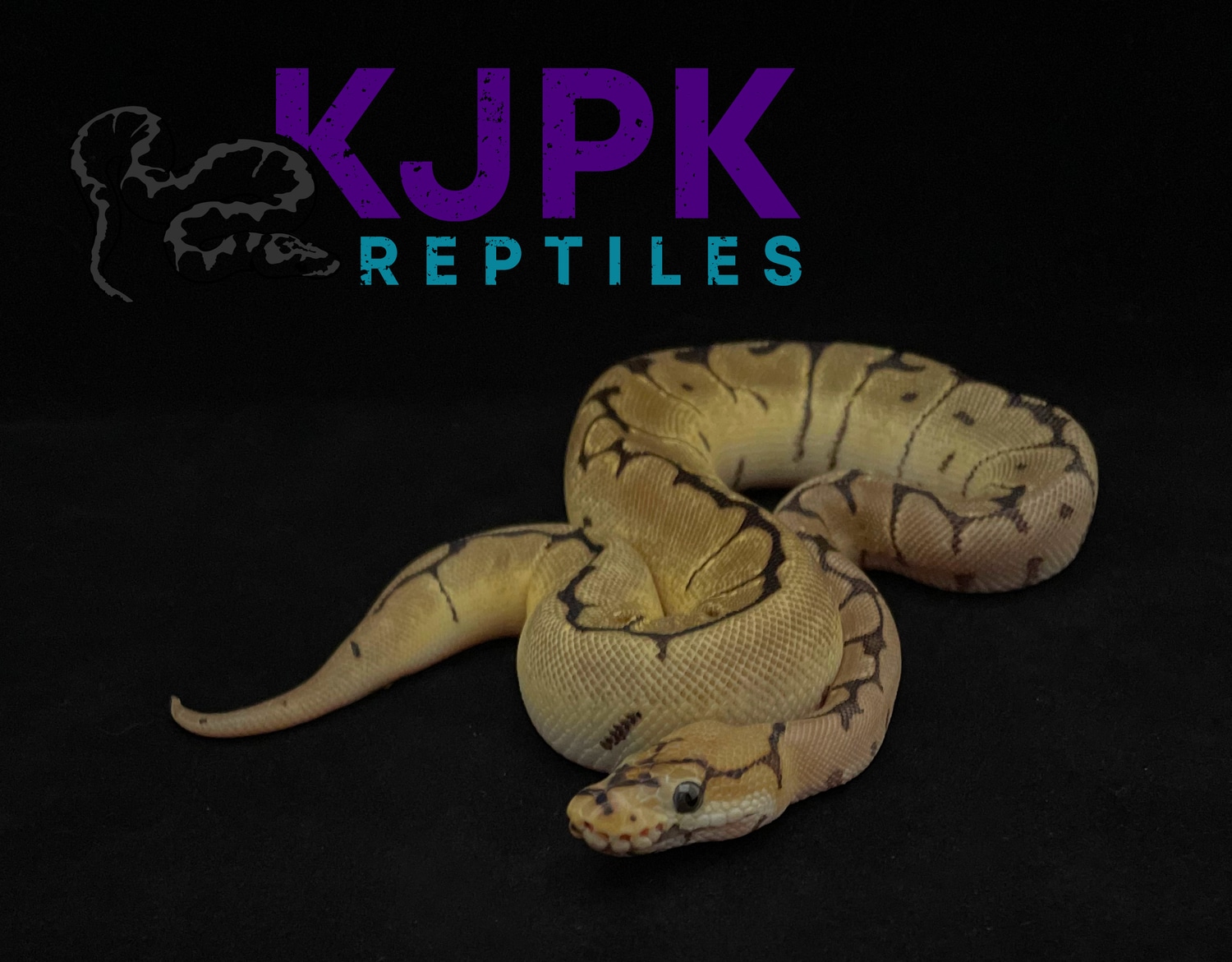 Spider Clown Ball Python by KJPK Reptiles - MorphMarket