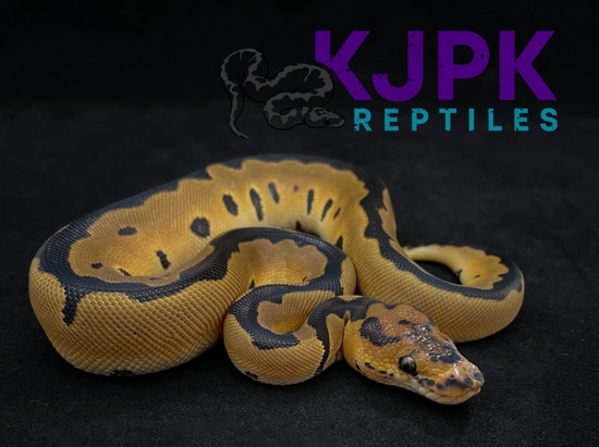 Leopard Blade Clown Ball Python by KJPK Reptiles