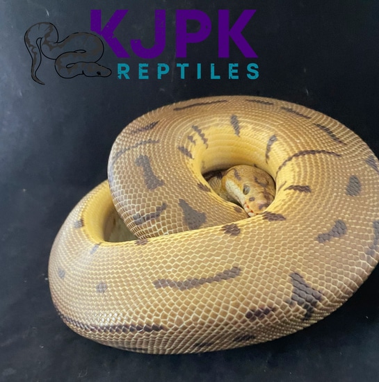 Leopard Spider Clown Ball Python by KJPK Reptiles