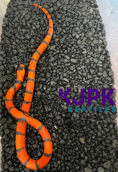 Aberrant Tangerine Het Extreme Honduran Milk Snake by KJPK Reptiles