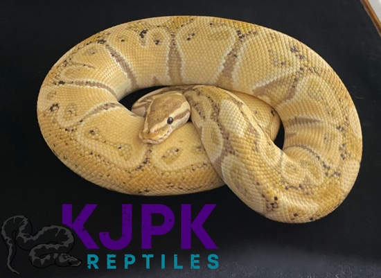 Banana Het Clown Ball Python by KJPK Reptiles