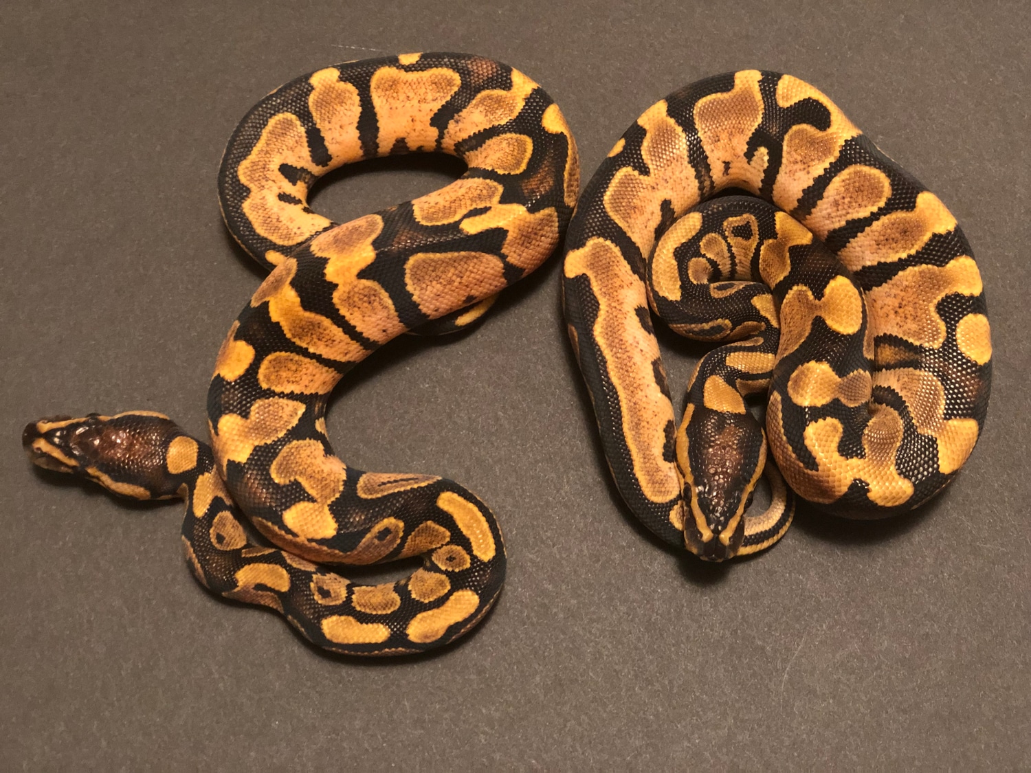 Calico Orange Dream 100% Het Clown Ball Python by Fireside Morphs ...
