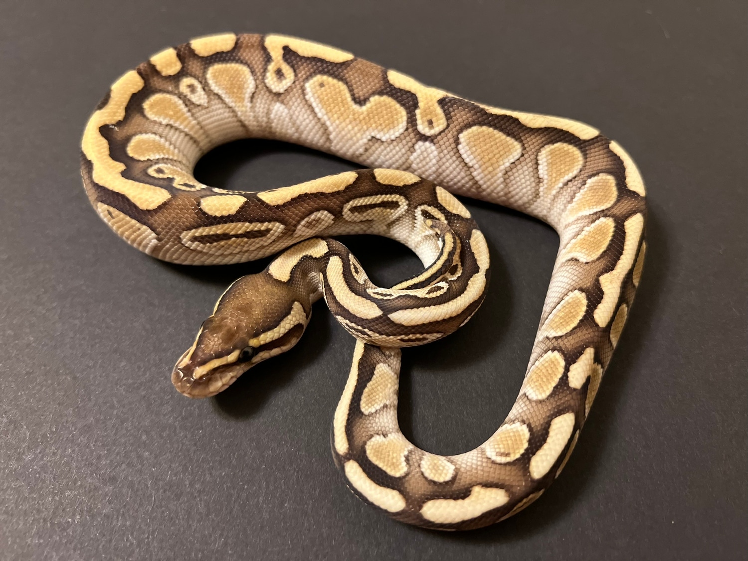 Butter 100% Het Clown Ball Python by Fireside Morphs - MorphMarket