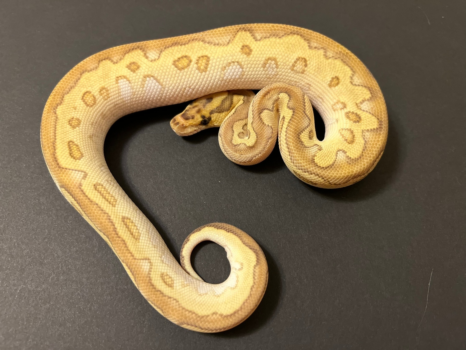 Clown Butter Orange Dream Ball Python by Fireside Morphs - MorphMarket