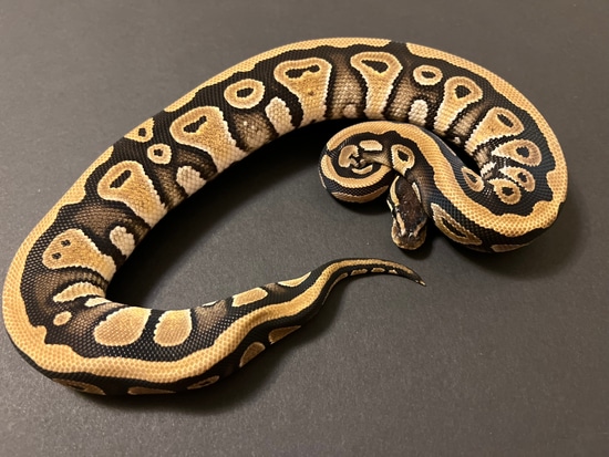 Phantom Ball Python by Fireside Morphs