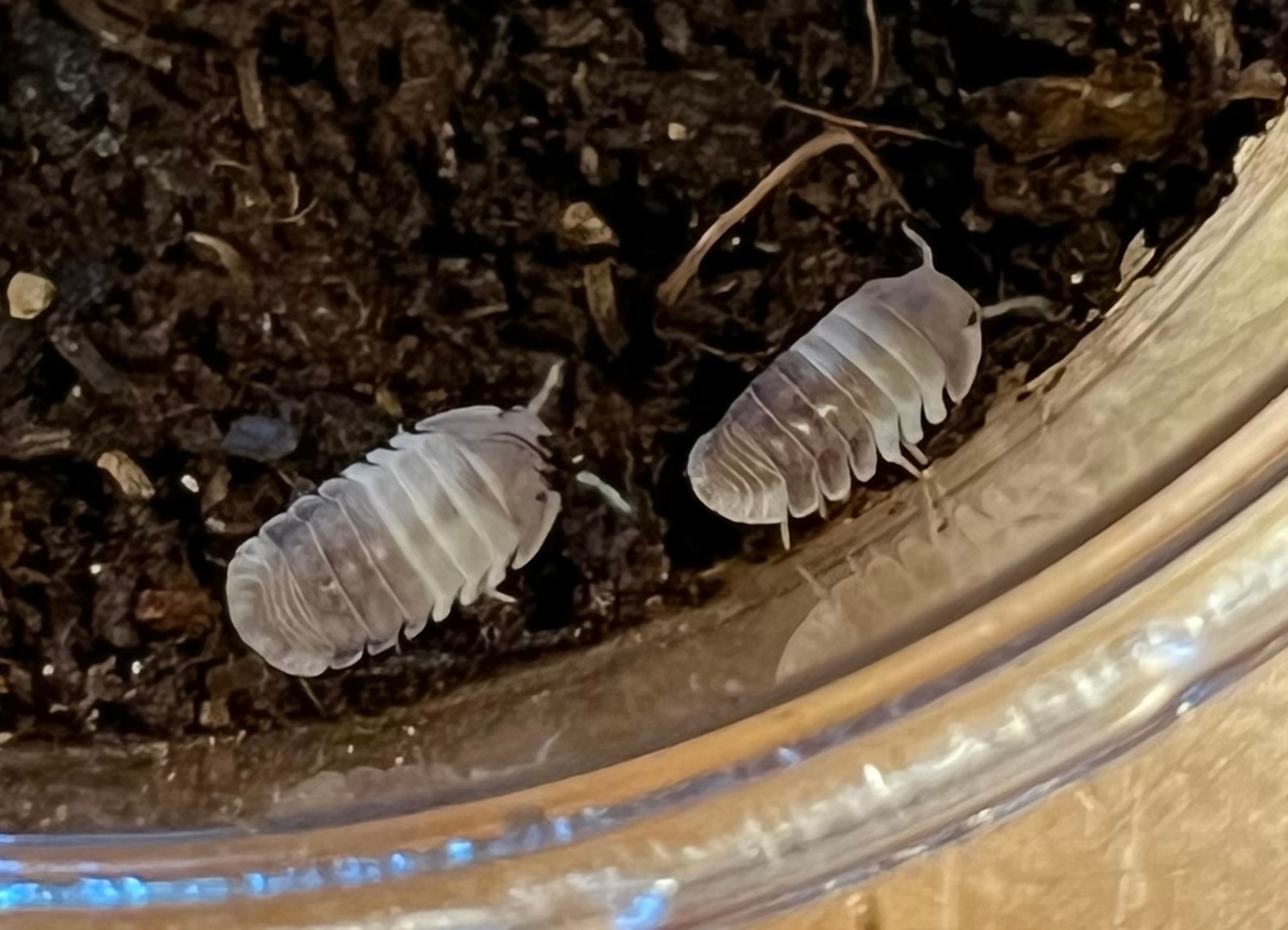 Cubaris Panda King 12 Count Isopod by Fireside Morphs - MorphMarket