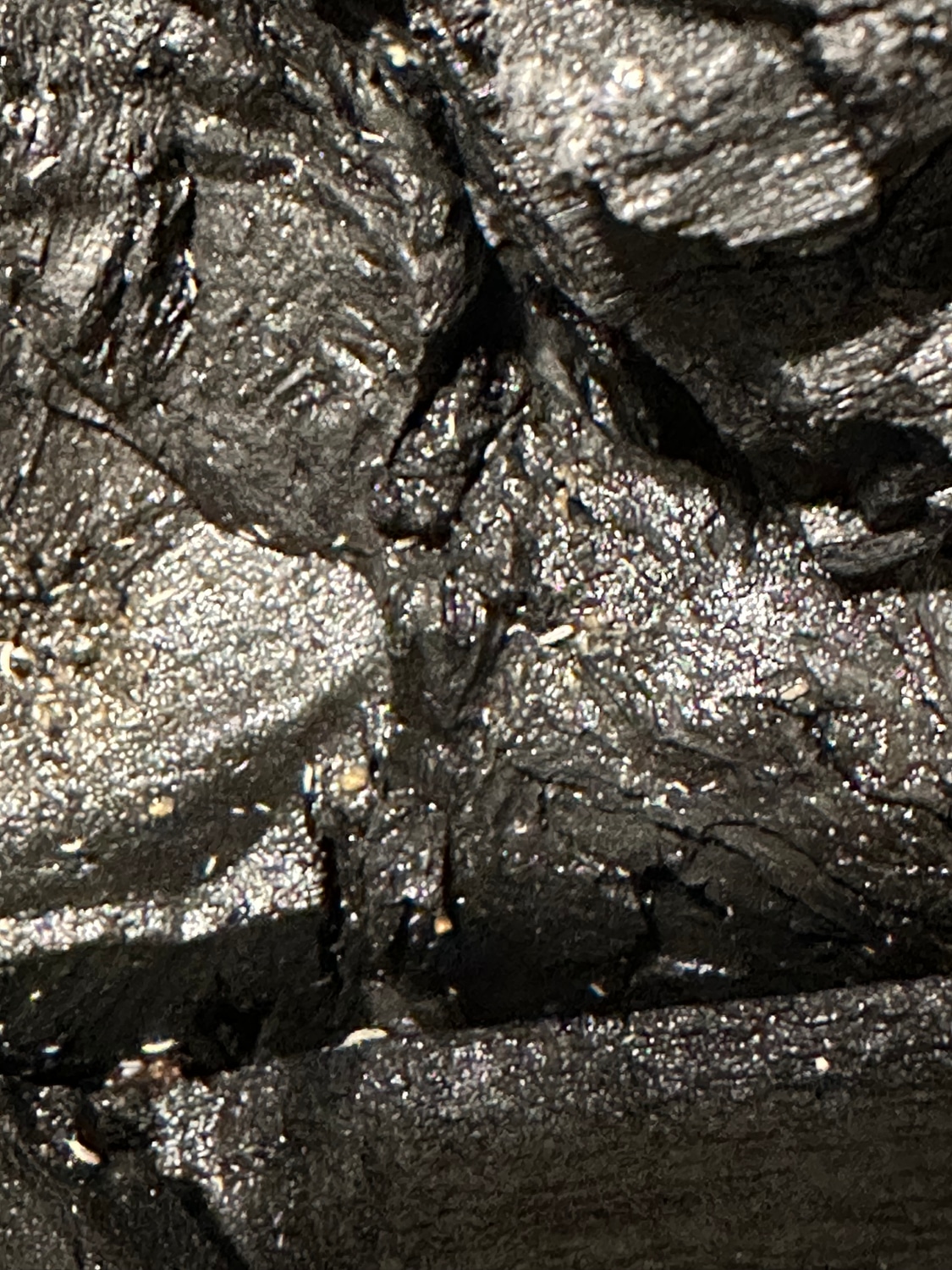 Temperate White Springtails More Invertebrate by DandyLyons Critters ...