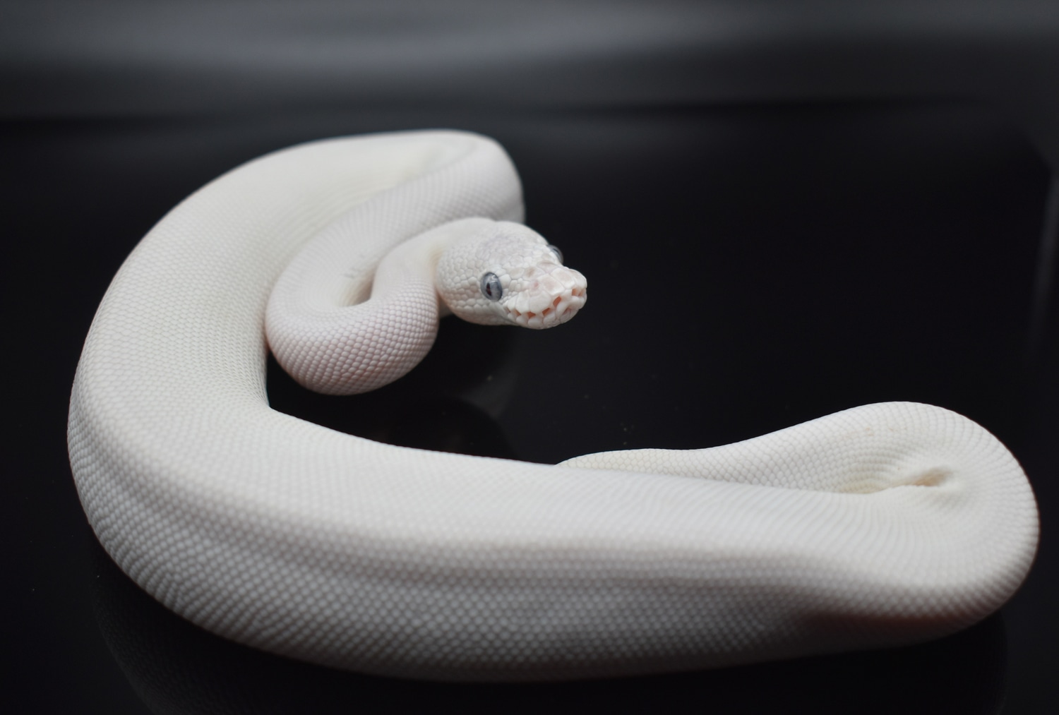 *Sale* Free Shipping, BEL Super Mojave, Poss Super Pastel, Poss Leopard ...