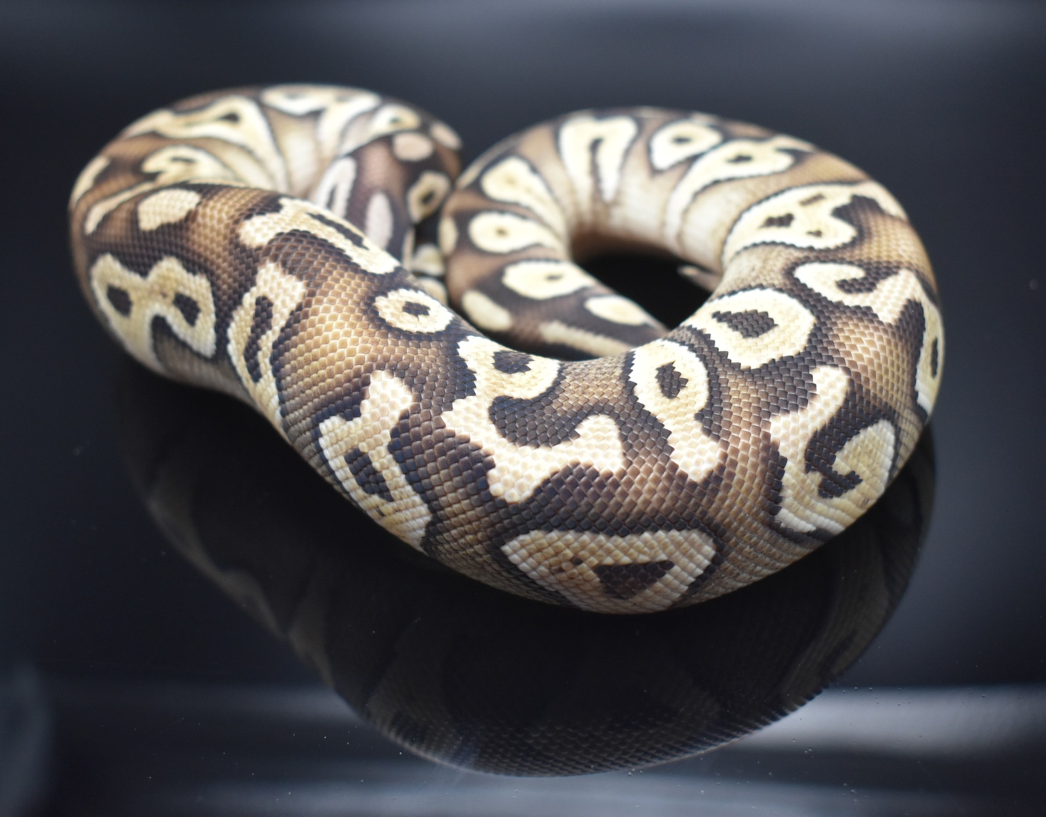 Pastel Mojave Ball Python by Reptiles and Roses - MorphMarket