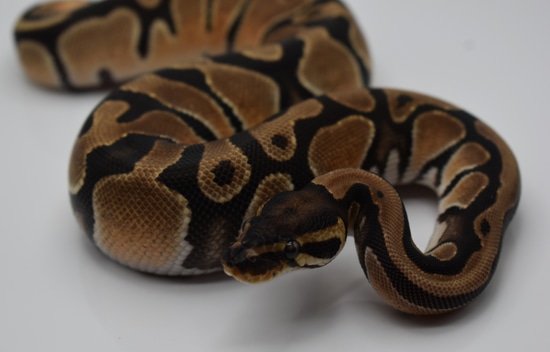 *pet Only* Normal (Shark Jaw) Ball Python by Reptiles and Roses