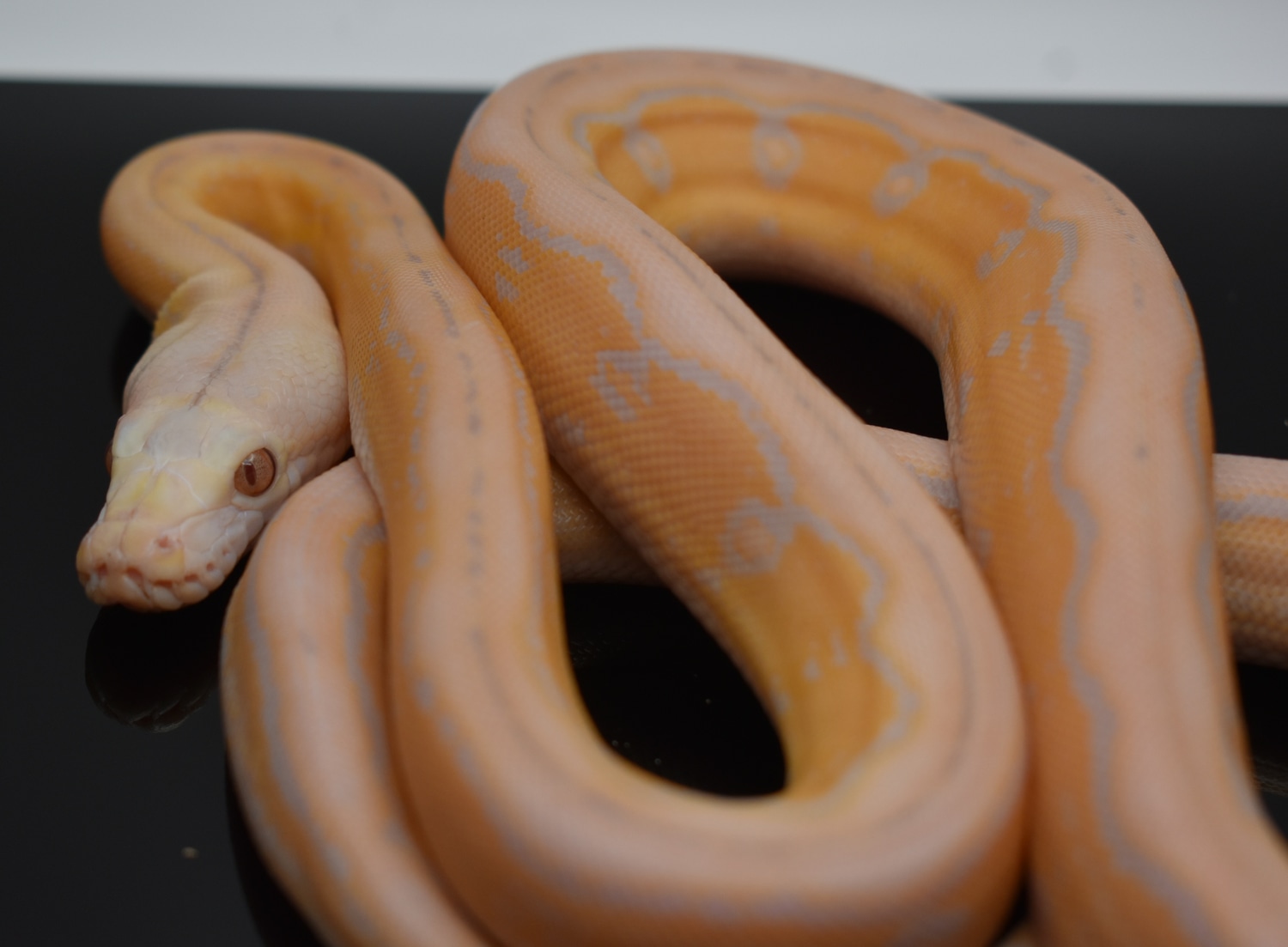 Lavender Or Purple Motley Tiger 100% Het Anery, 25% Kalaotoa, 6.25% ...