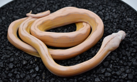 Lavender Motley Tiger 100% Het Anery, 25% Kalaotoa, 6.25% Jampea ...