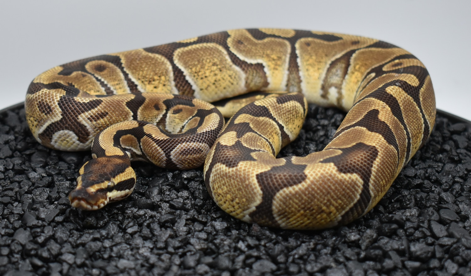 Enchi 66% Pos Het Pied Ball Python by Reptiles and Roses - MorphMarket