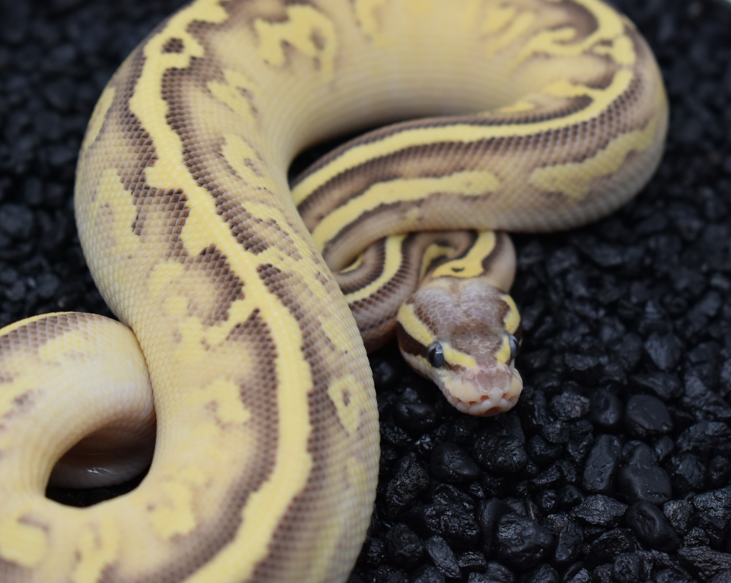 Super Pastel Mojave Orange Dream Yellowbelly Het Pied, Pos Het Clown ...