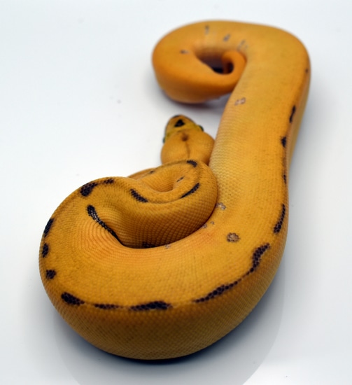 Orange Dream Yellowbelly Fire Pastel Enchi Leopard Clown Het Pied Ball ...