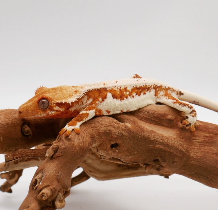 Orange Lilly Crested Gecko by SleepingForestLLC - MorphMarket