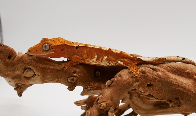 Red Male 6843 Crested Gecko by SleepingForestLLC - MorphMarket