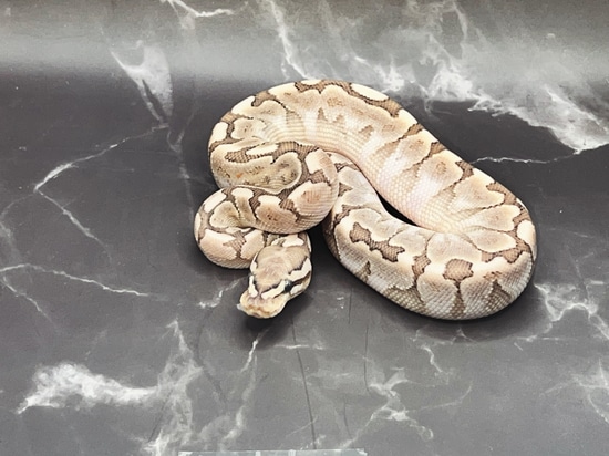 Bamboo Ball Python by Sleepy Ball Pythons