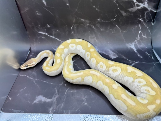 Crystal/Special Ball Python by Sleepy Ball Pythons