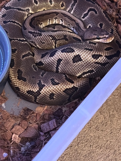 Pinstripe/YB/Het Clown Ball Python by Sleepy Ball Pythons