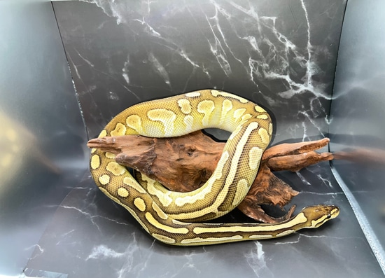 Lesser/Cafe Ball Python by Sleepy Ball Pythons