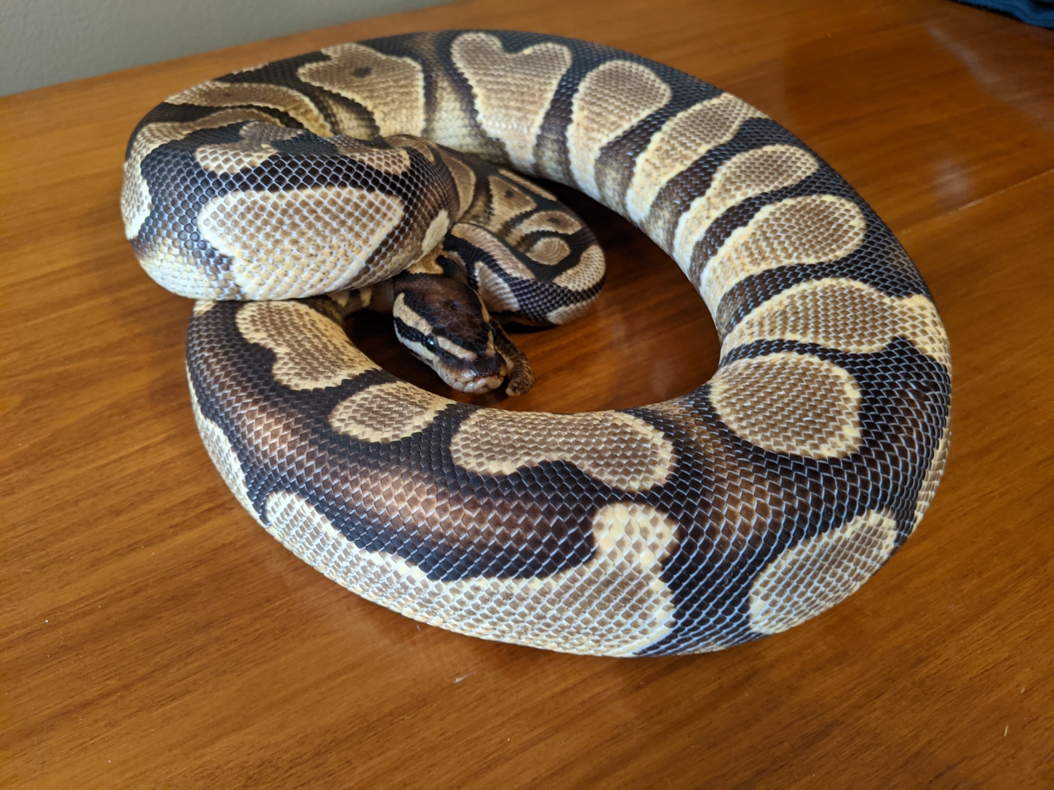 Orange Dream Yellow Belly Pos Het Pied Ball Python by SureShot Exotics ...