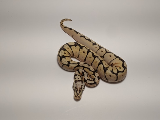 2021 Female Bumblebee Ball Python by SureShot Exotics