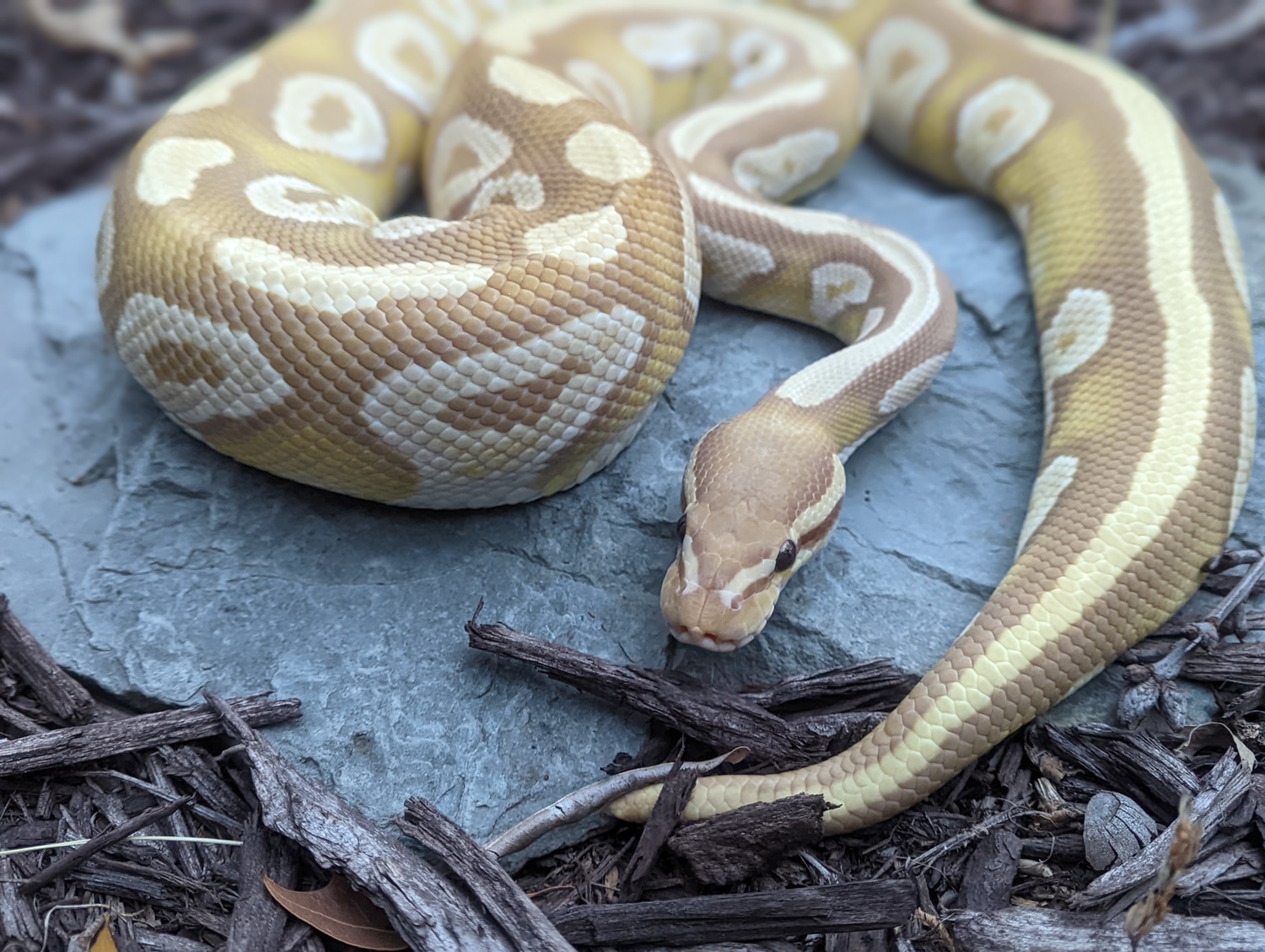 2019 Mojave Ultramel Breeder Ball Python by SureShot Exotics - MorphMarket